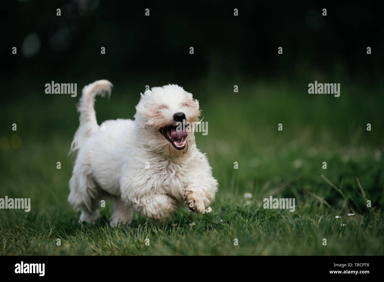 Cute small maltese dog running in s park Stock Photo - Alamy