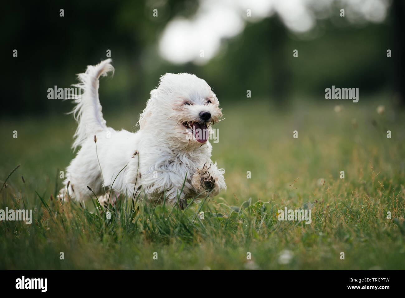 Cute small maltese dog running in s park Stock Photo - Alamy