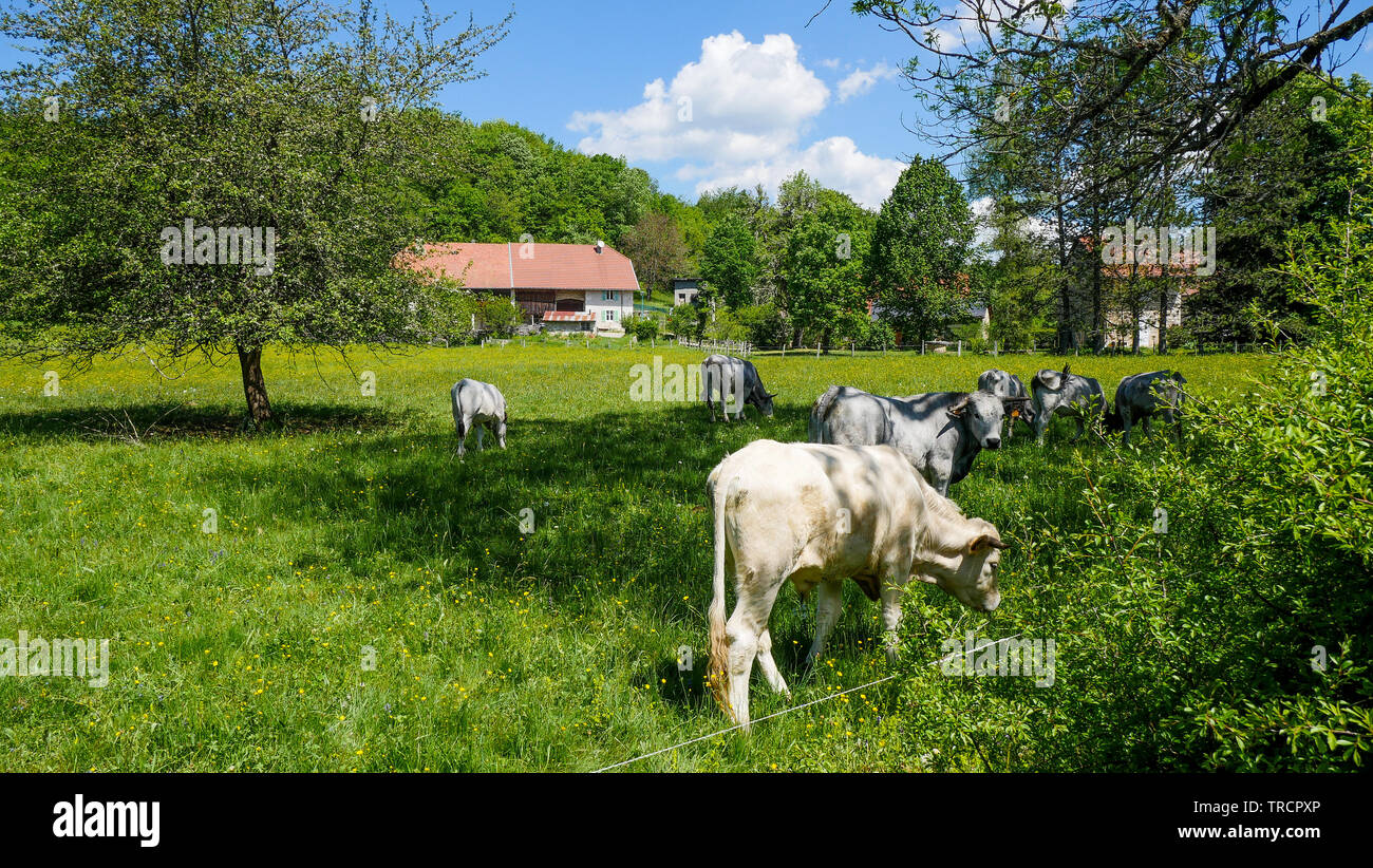 Stand de viande hi-res stock photography and images - Alamy
