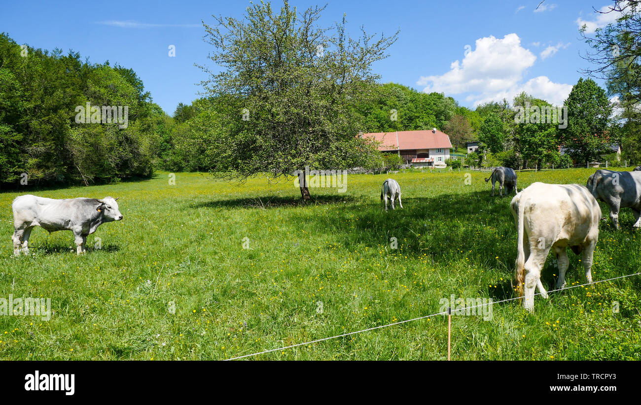 Stand de viande hi-res stock photography and images - Alamy