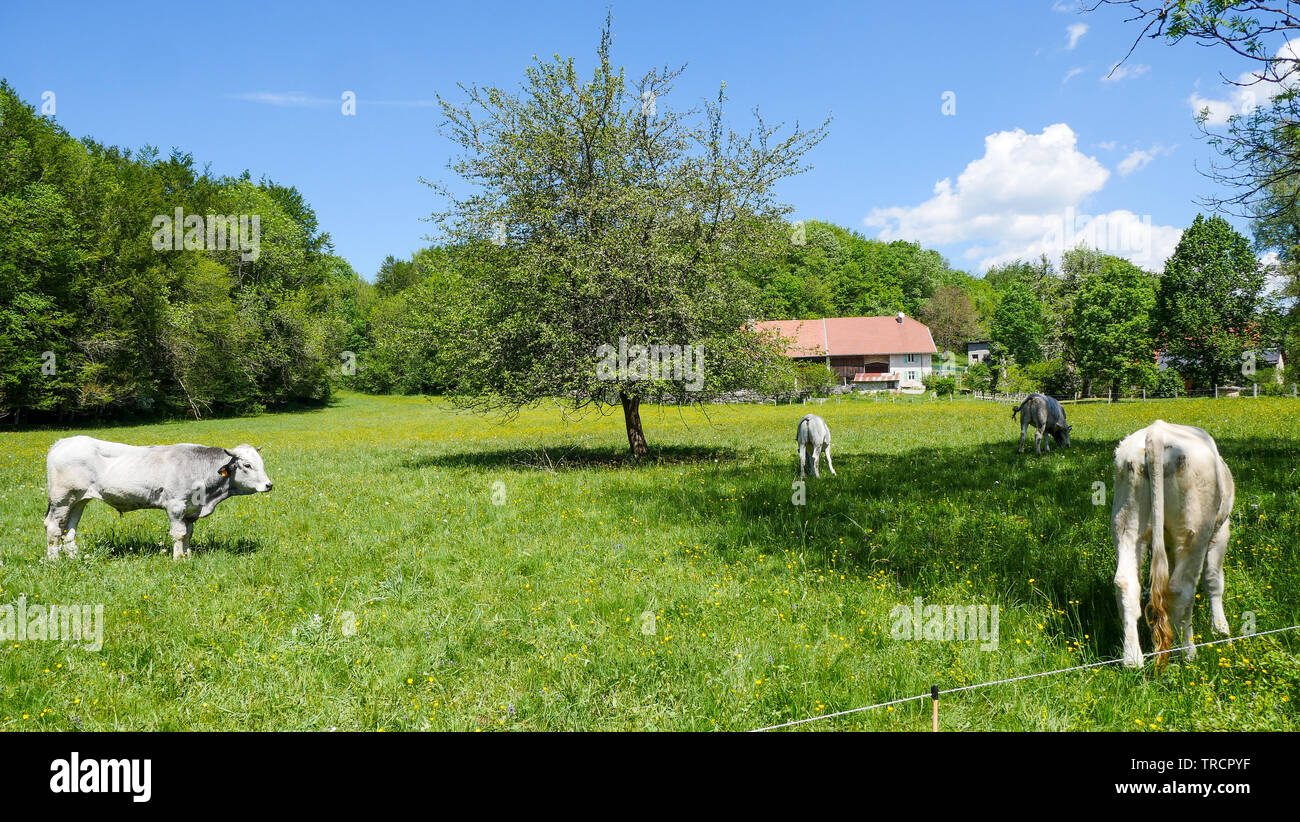 Stand de viande hi-res stock photography and images - Alamy