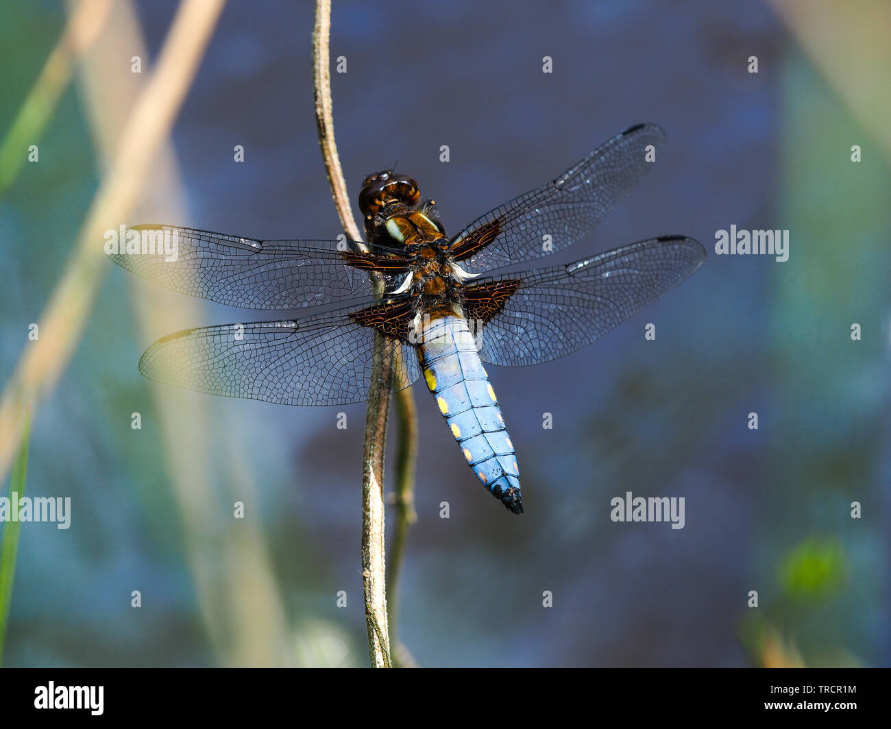 Closeup dragonfly wings hi-res stock photography and images - Alamy