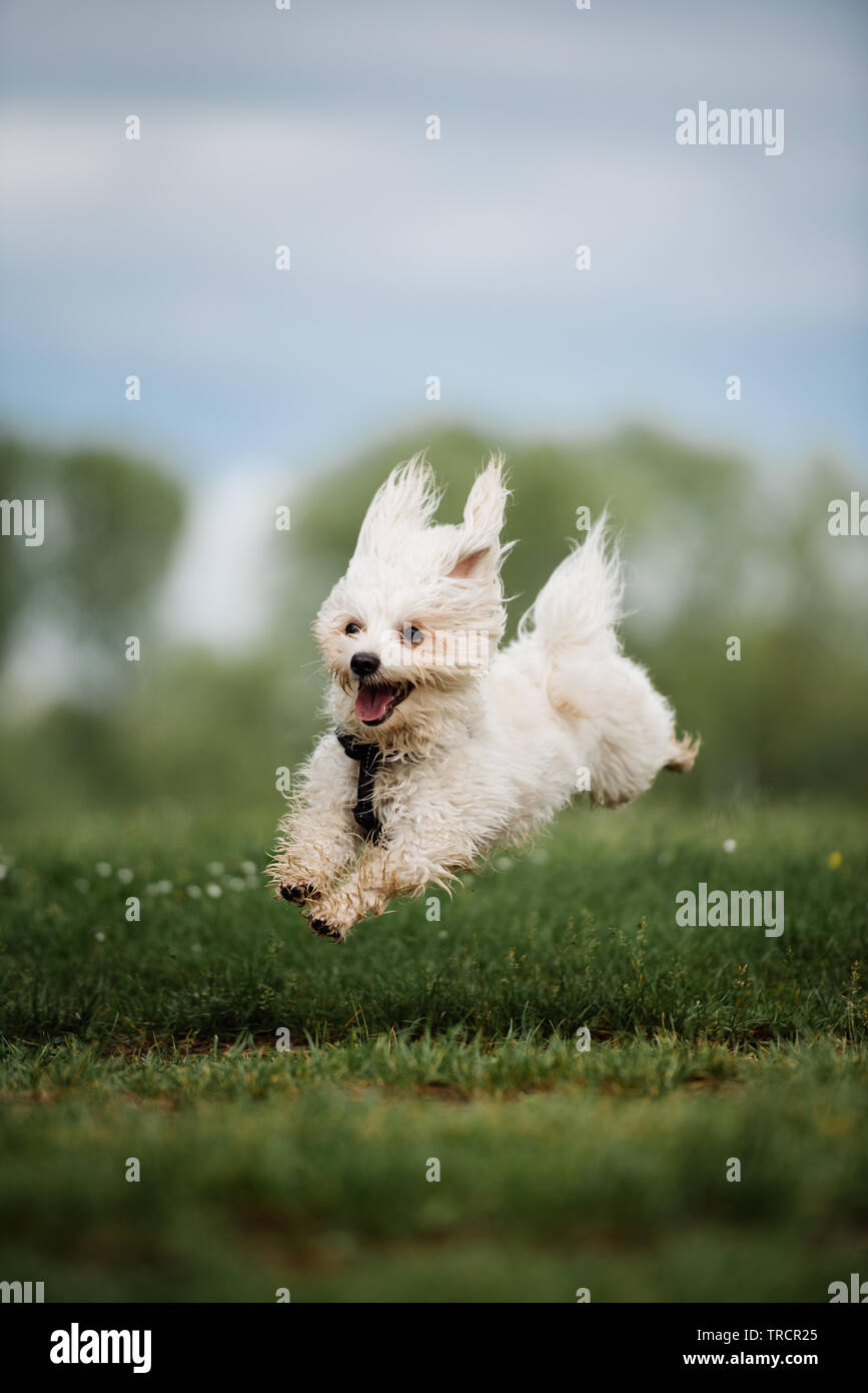 Cute small maltese dog running in s park Stock Photo - Alamy