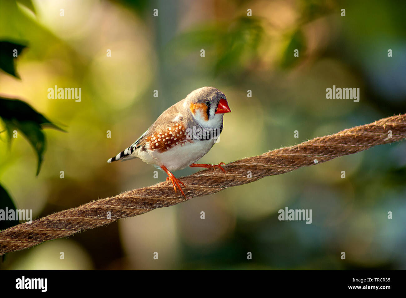 Concept nature : The wonderful african finch Stock Photo - Alamy
