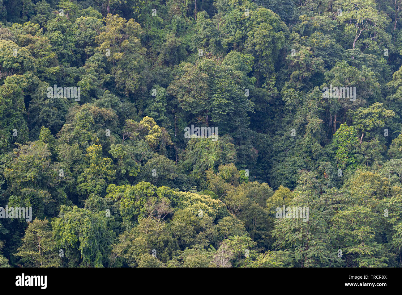 Tree diversity of forest use for background Stock Photo - Alamy
