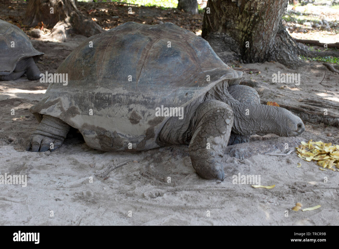 Mauritius giant tortoise beach hi-res stock photography and images - Alamy