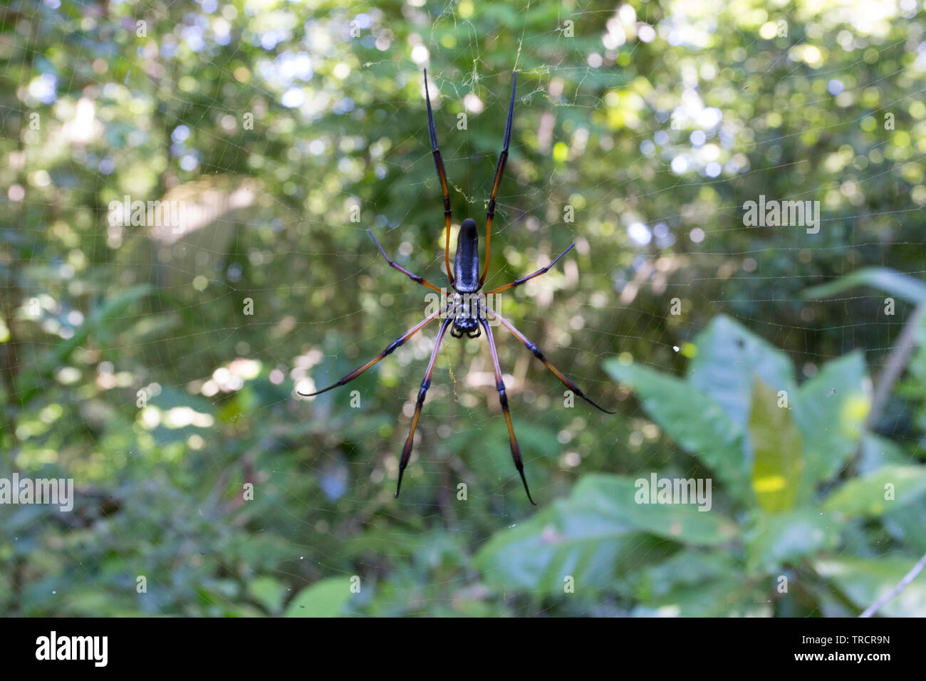 Spider in seychelles hi-res stock photography and images - Alamy