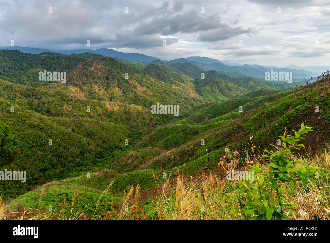 Complexity of mountain landscape and tree diversity of forest with ...