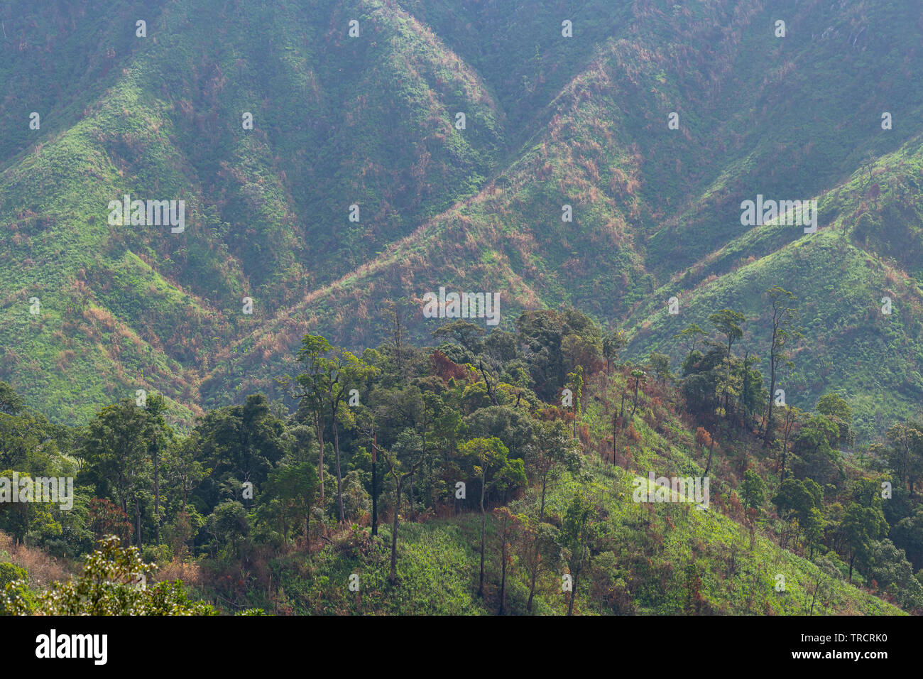 Complexity of mountain landscape and tree diversity of forest Stock ...