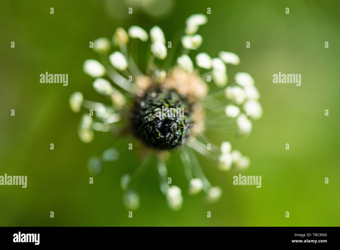A close up of the flower stalk of a ribwort plantain (Plantago ...