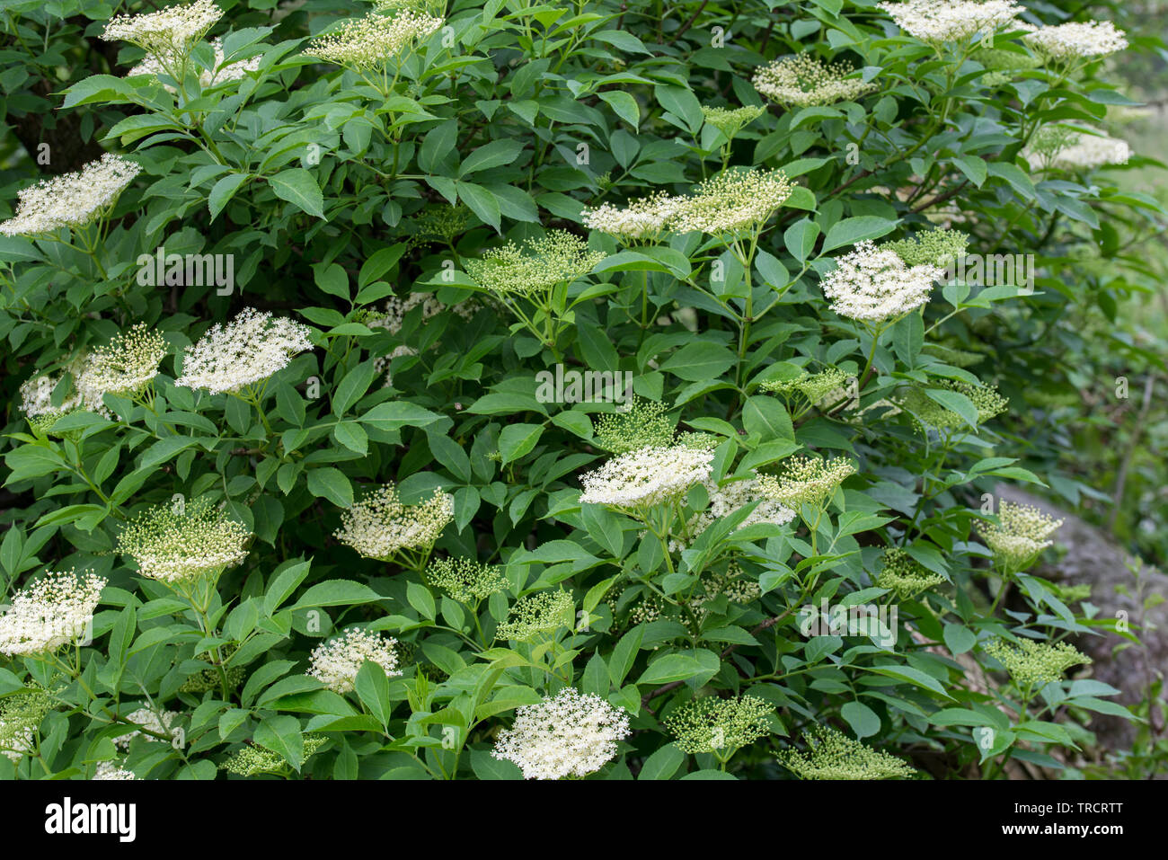 European elder hi-res stock photography and images - Alamy