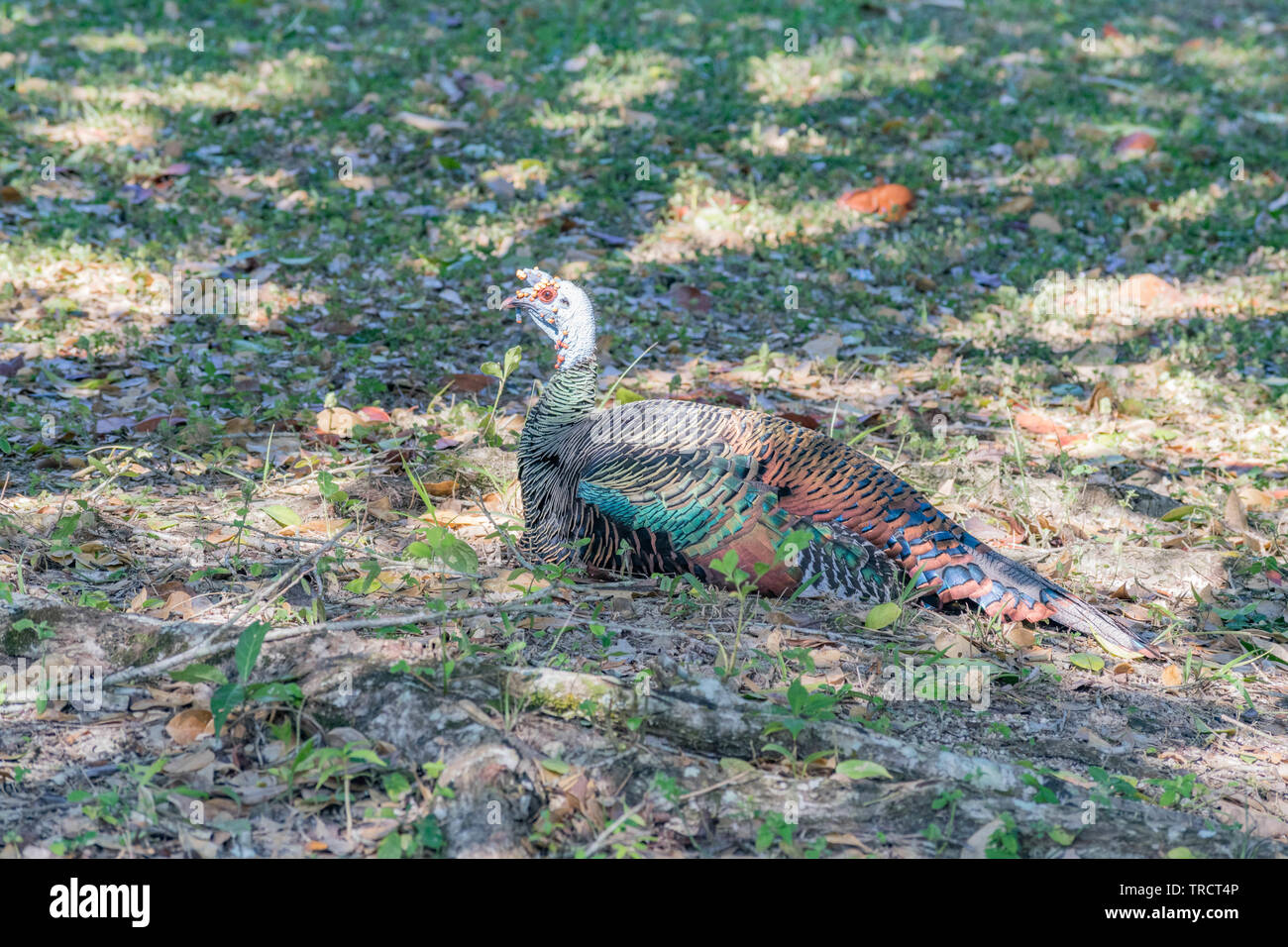 Turkey laying in the grass hi-res stock photography and images - Alamy