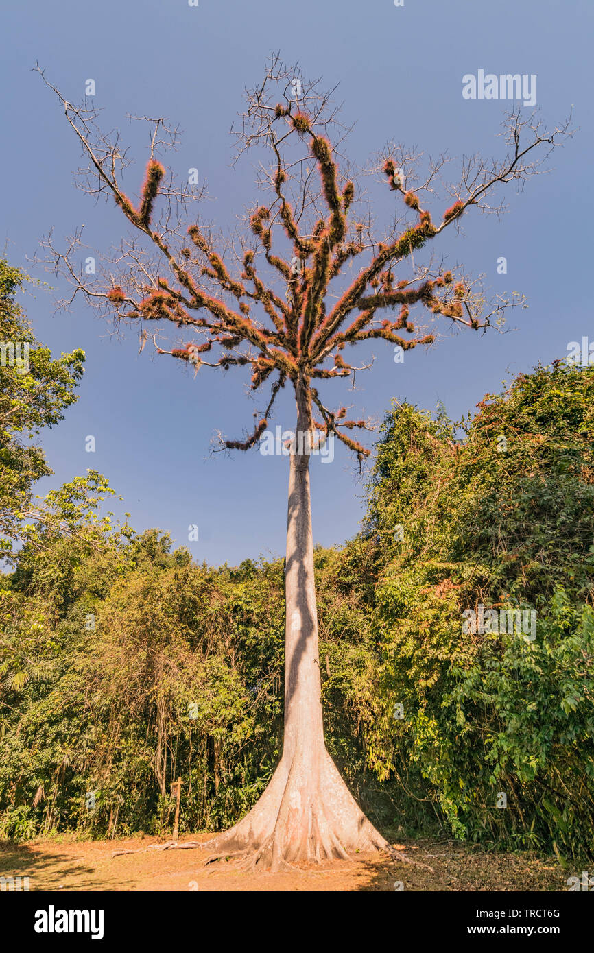 Ceiba tree in guatemala hi-res stock photography and images - Alamy