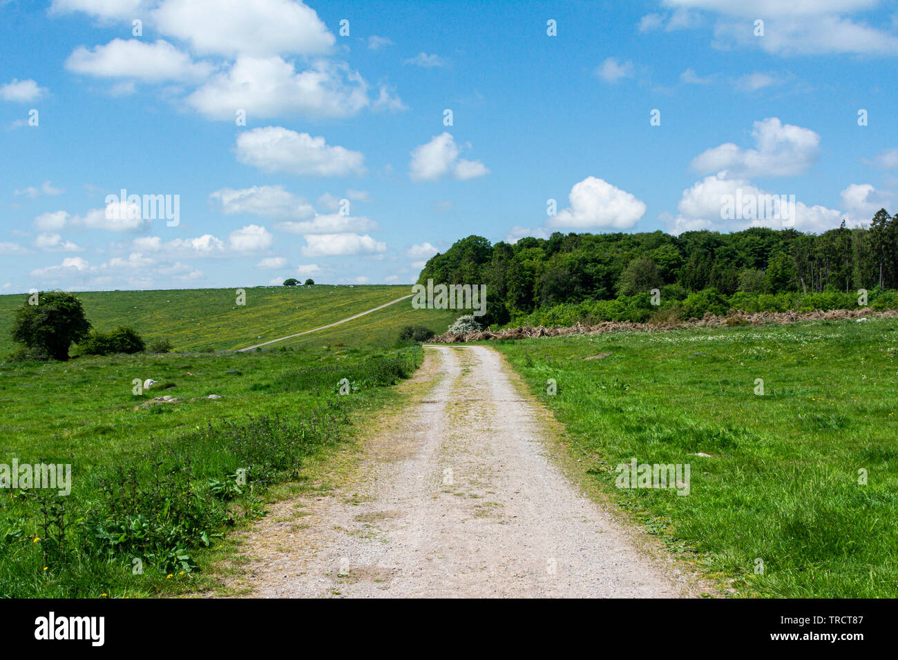 Green Street running through Fyfield Down National Nature Reserve ...