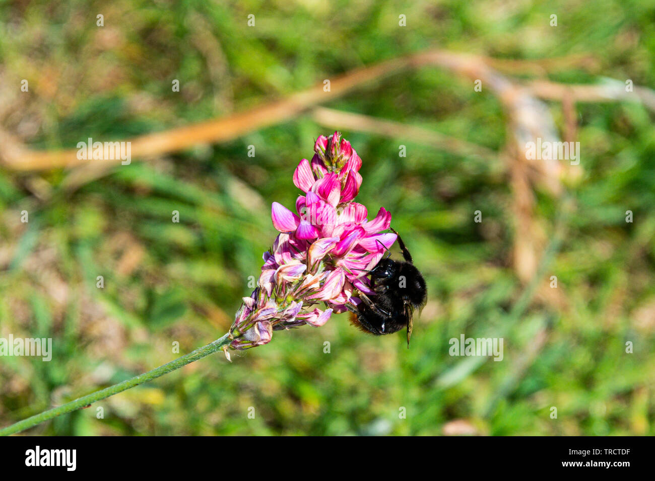 A bumble bee on the flower of a common sainfoin (Onobrychis viciifolia ...