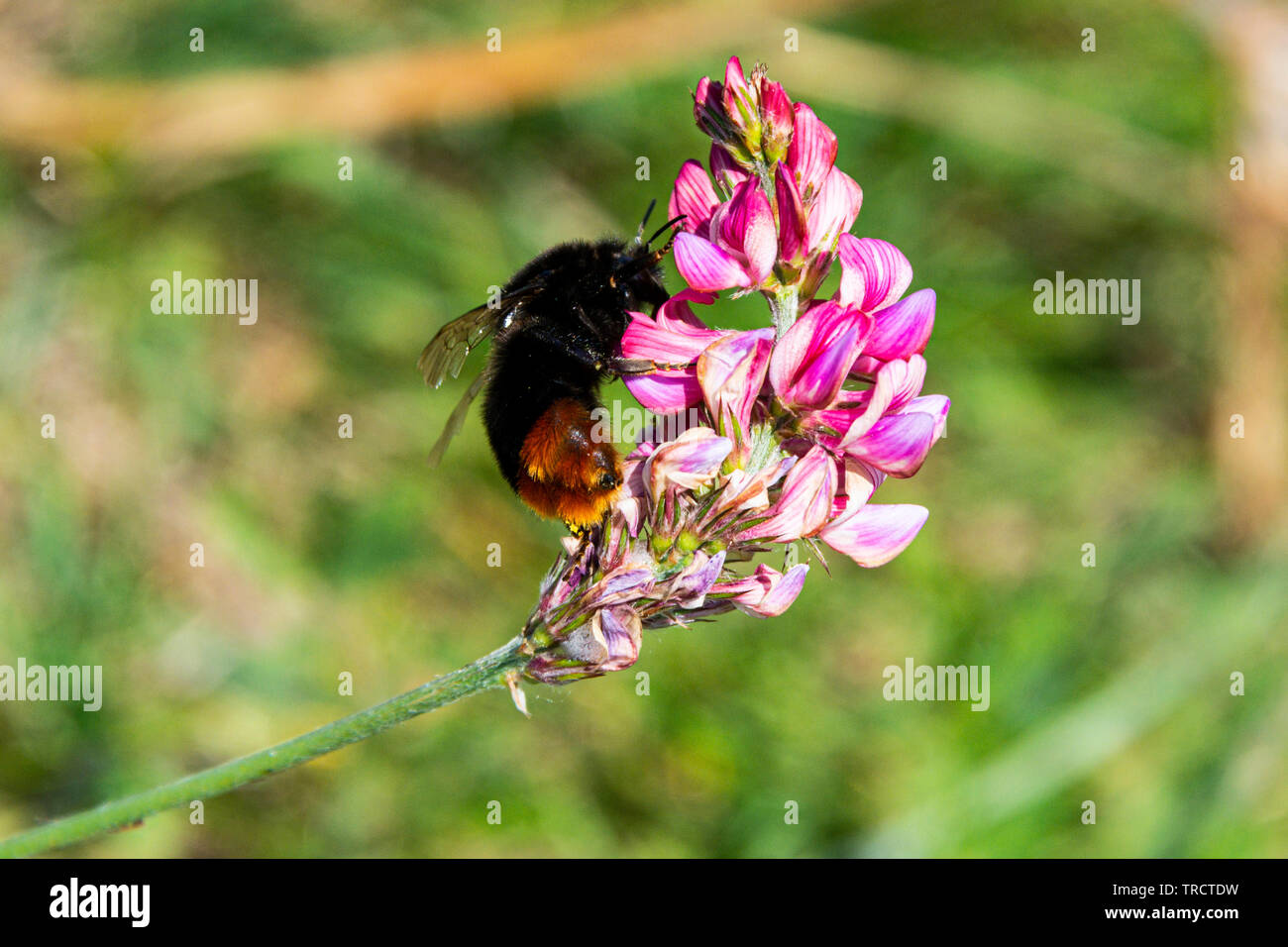 A bumble bee on the flower of a common sainfoin (Onobrychis viciifolia ...