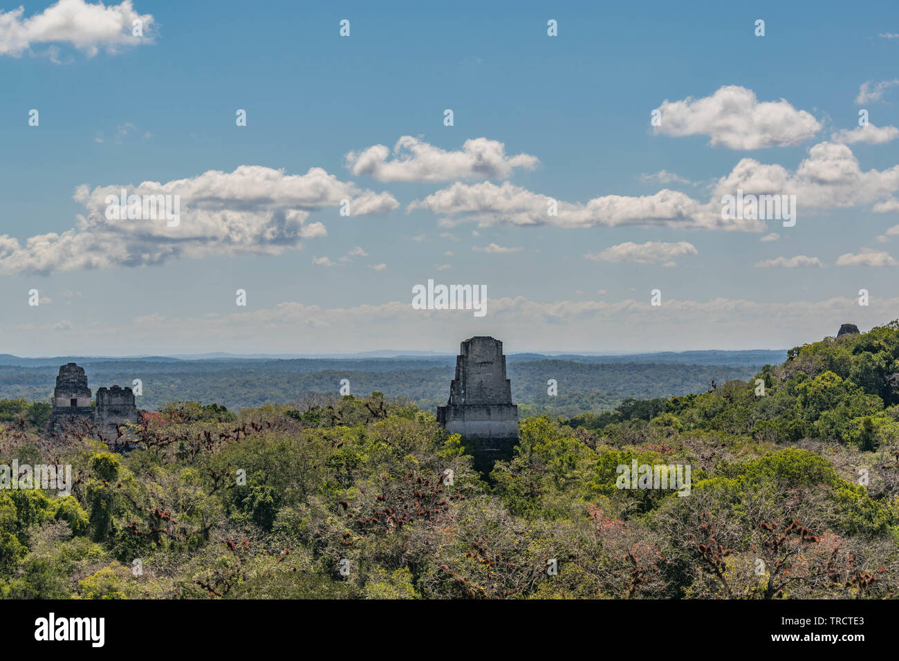 Lush landscape and Mayan pyramids at Tikal National Park, in Guatemala ...