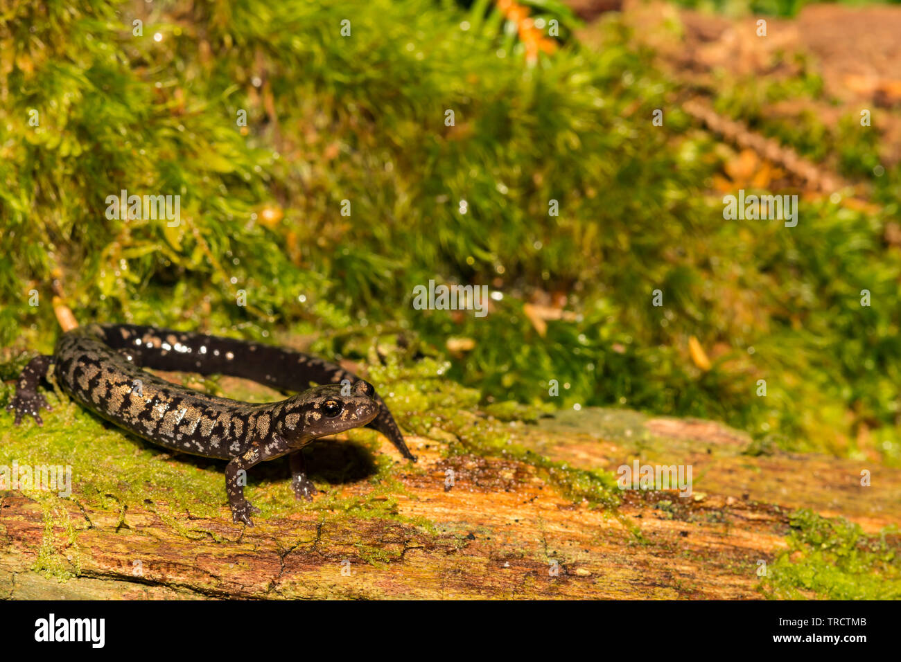 Weller's salamander hi-res stock photography and images - Alamy