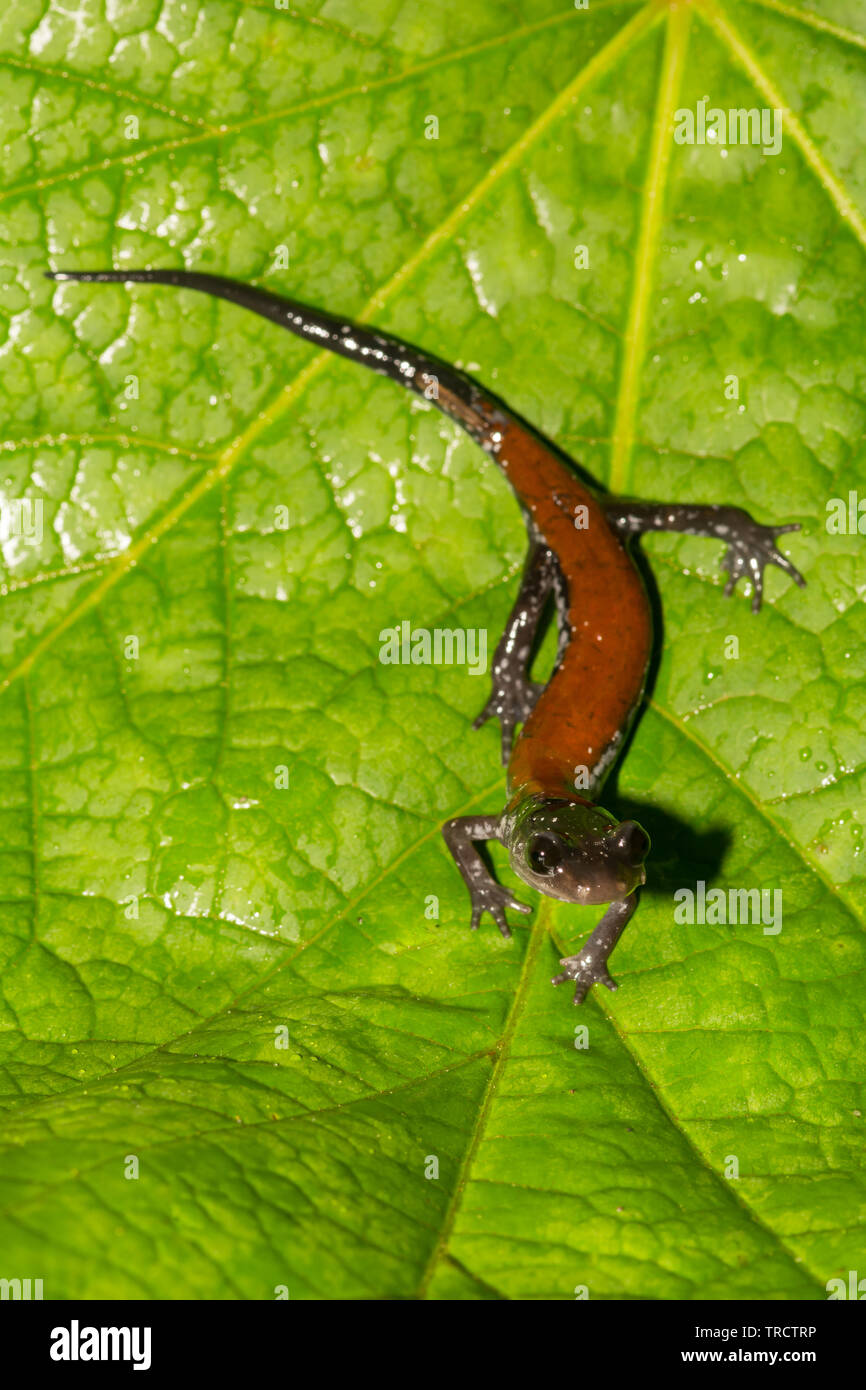Plethodontidae hi-res stock photography and images - Alamy