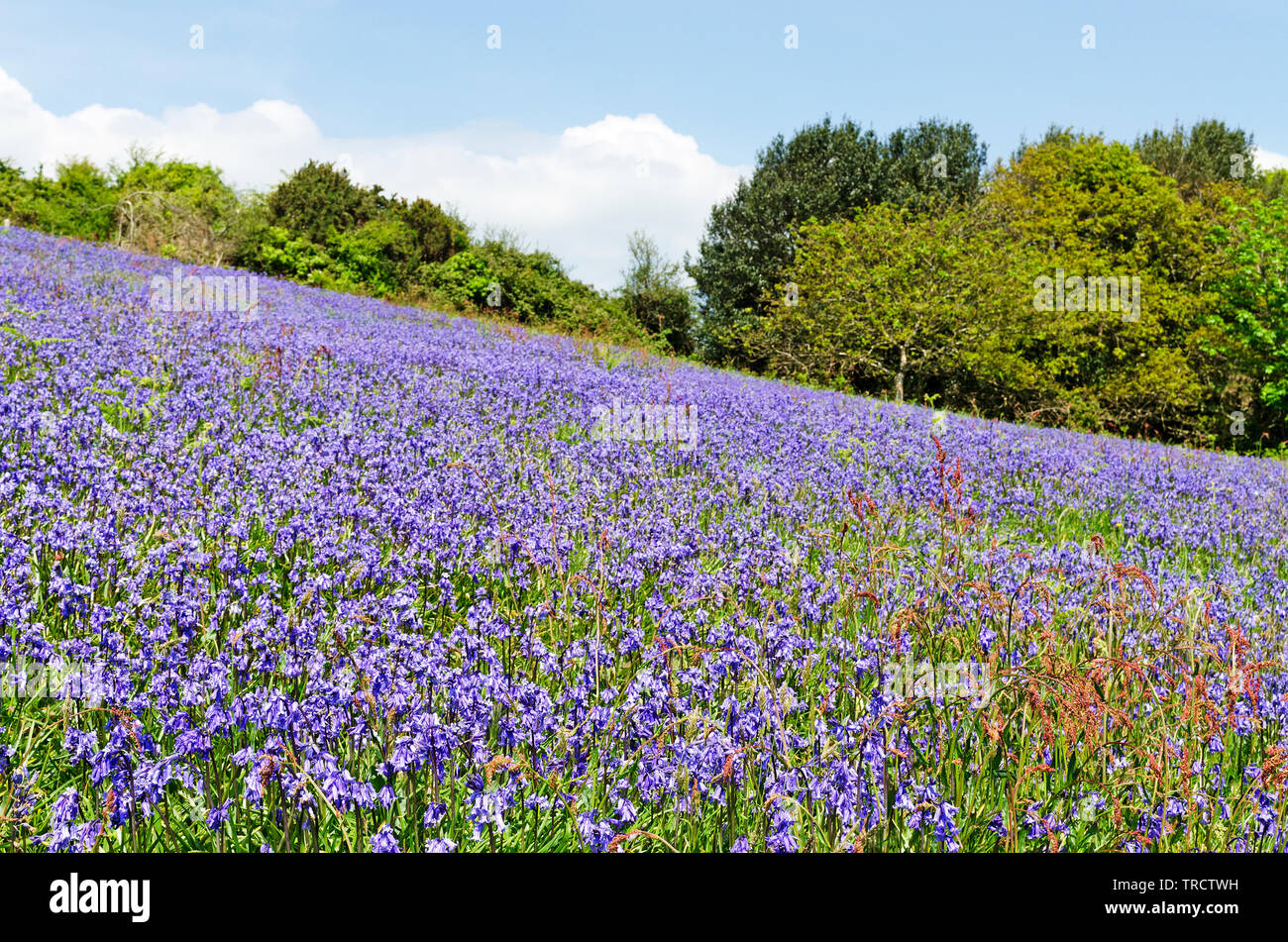 spring bluebells flowering in the countryside Stock Photo - Alamy