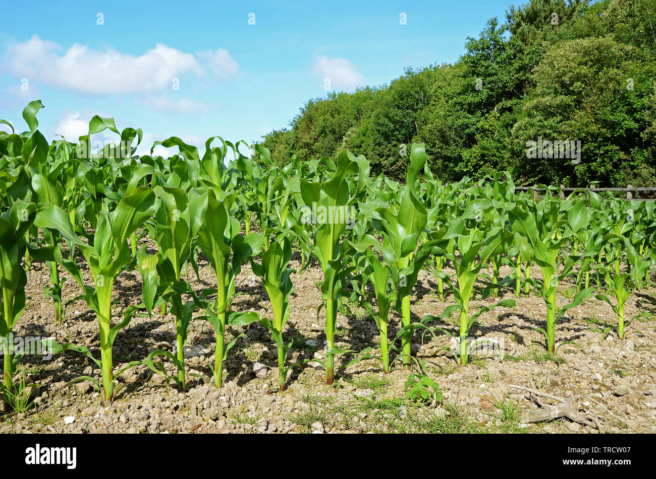 Corn crop hi-res stock photography and images - Alamy
