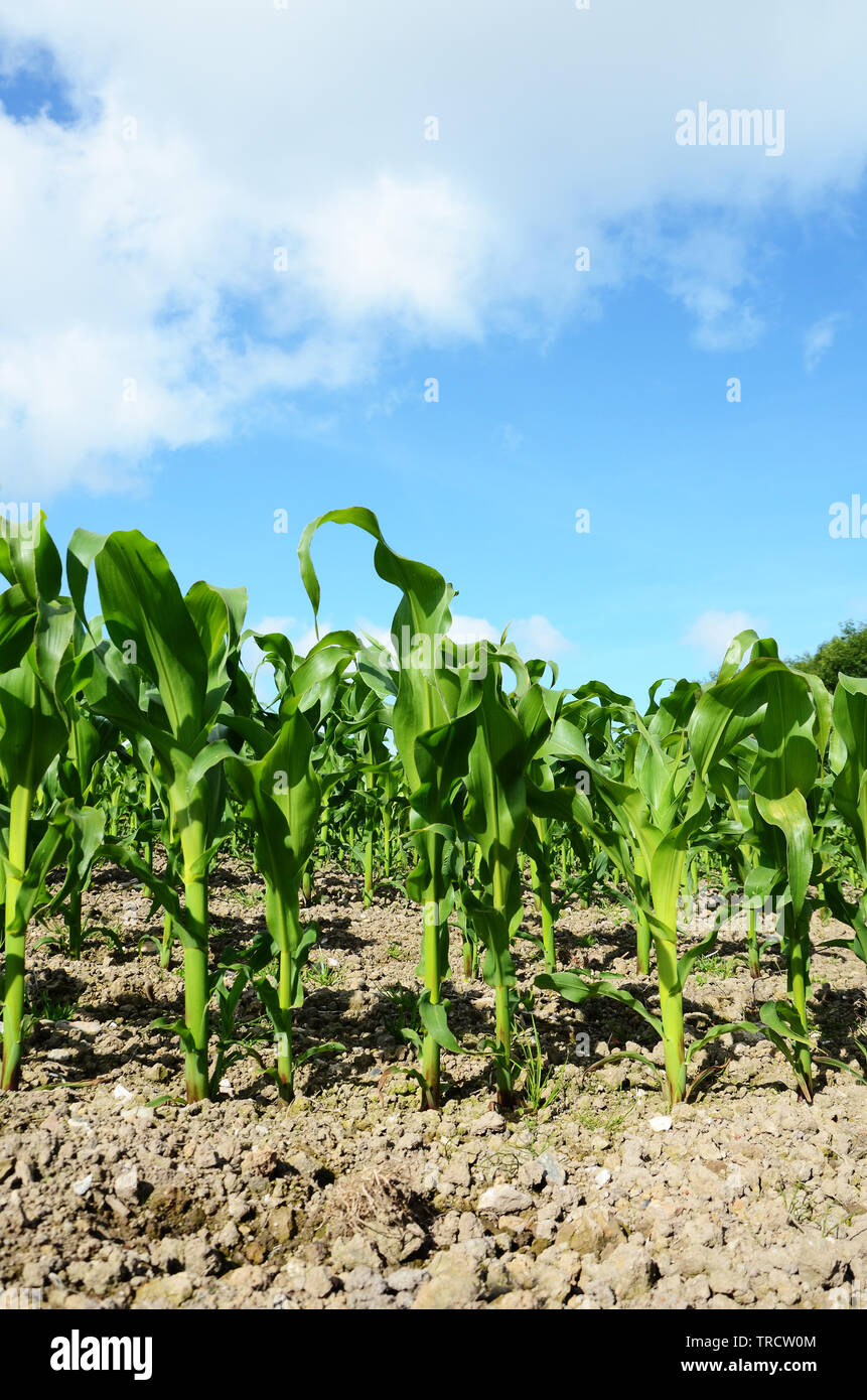 Corn crop hi-res stock photography and images - Alamy
