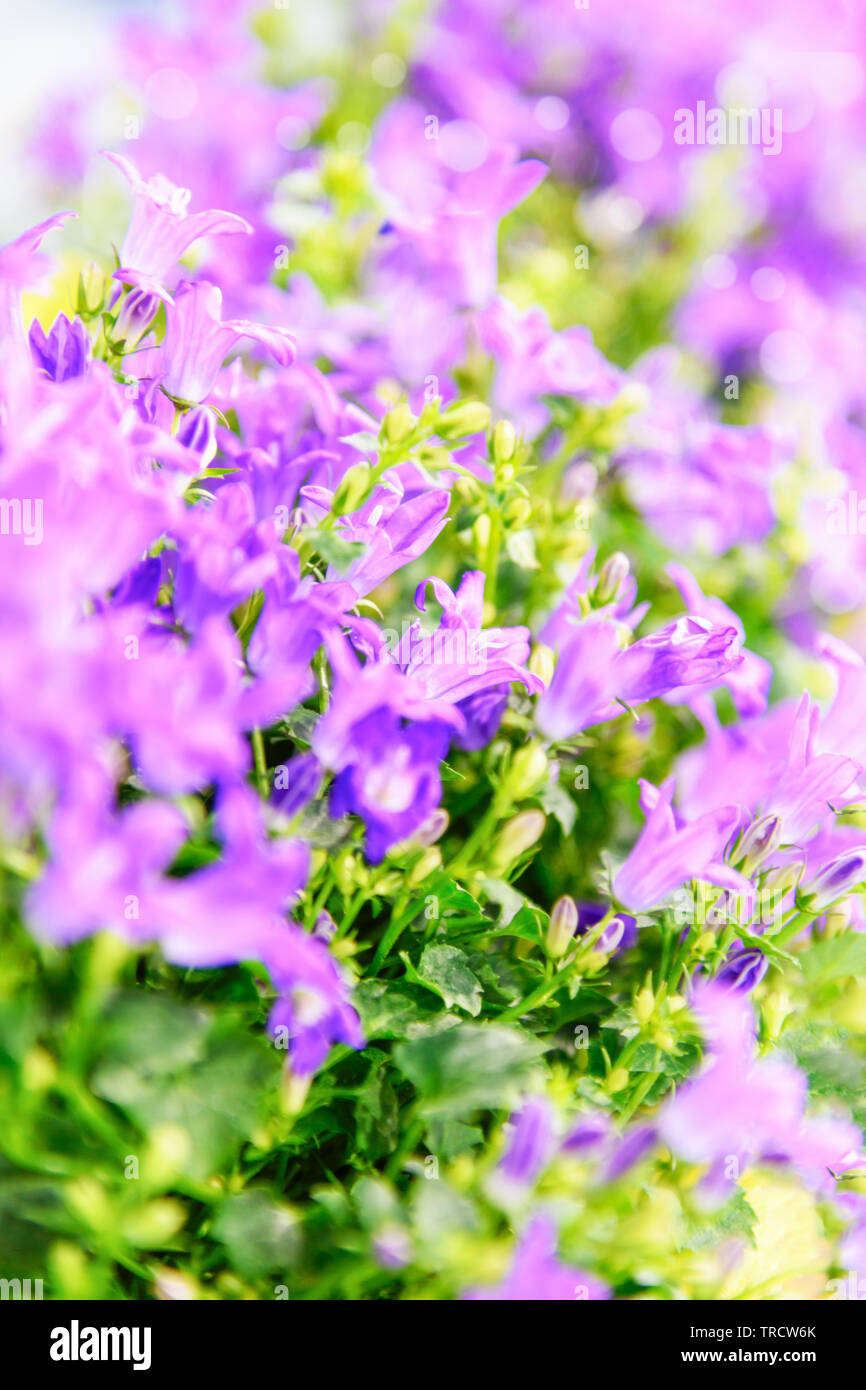 Abstract spring time background - bunch of blooming violet flowers in ...