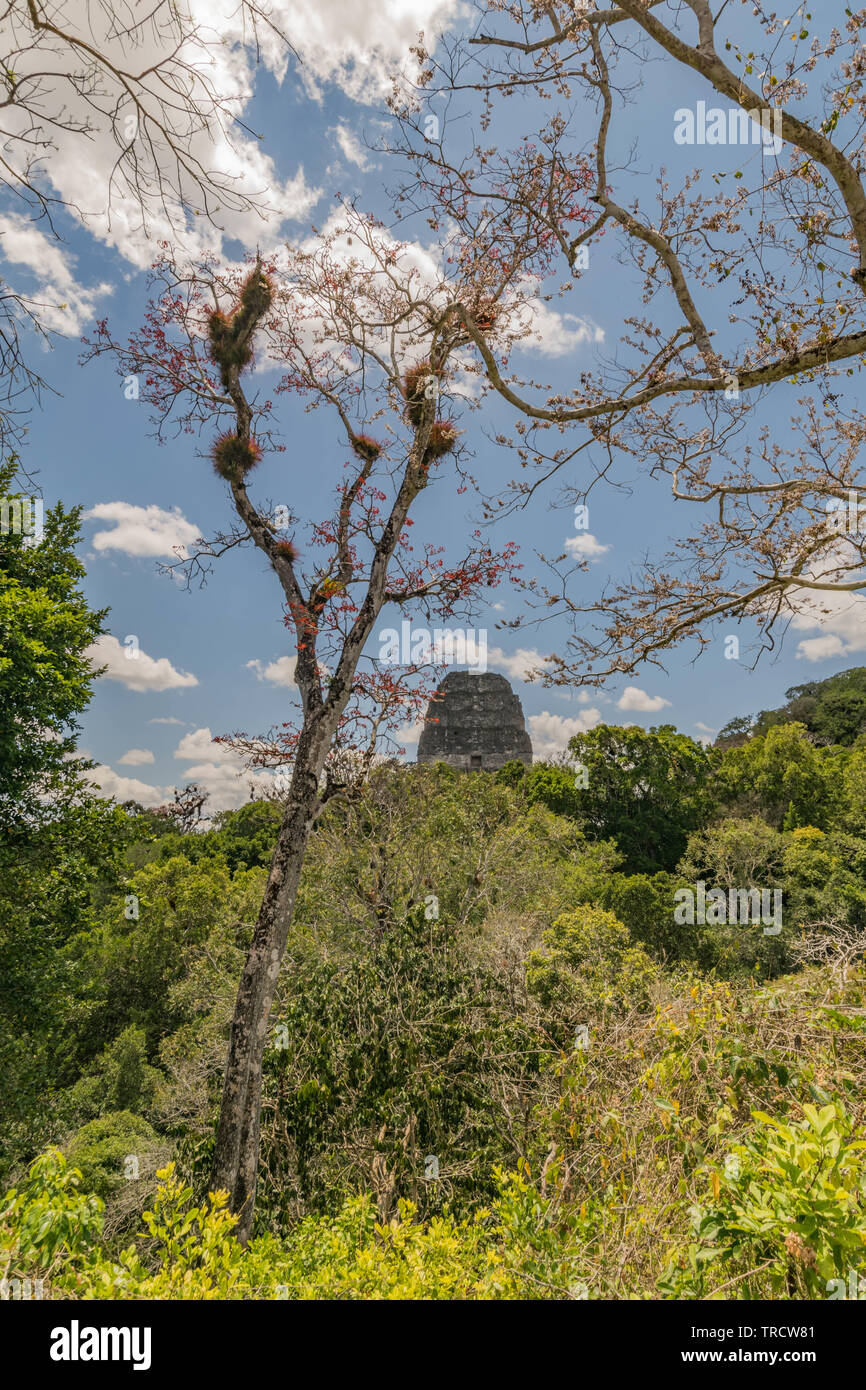 Tropical jungle with a tall Mayan pyramid in the background, in Tikal ...