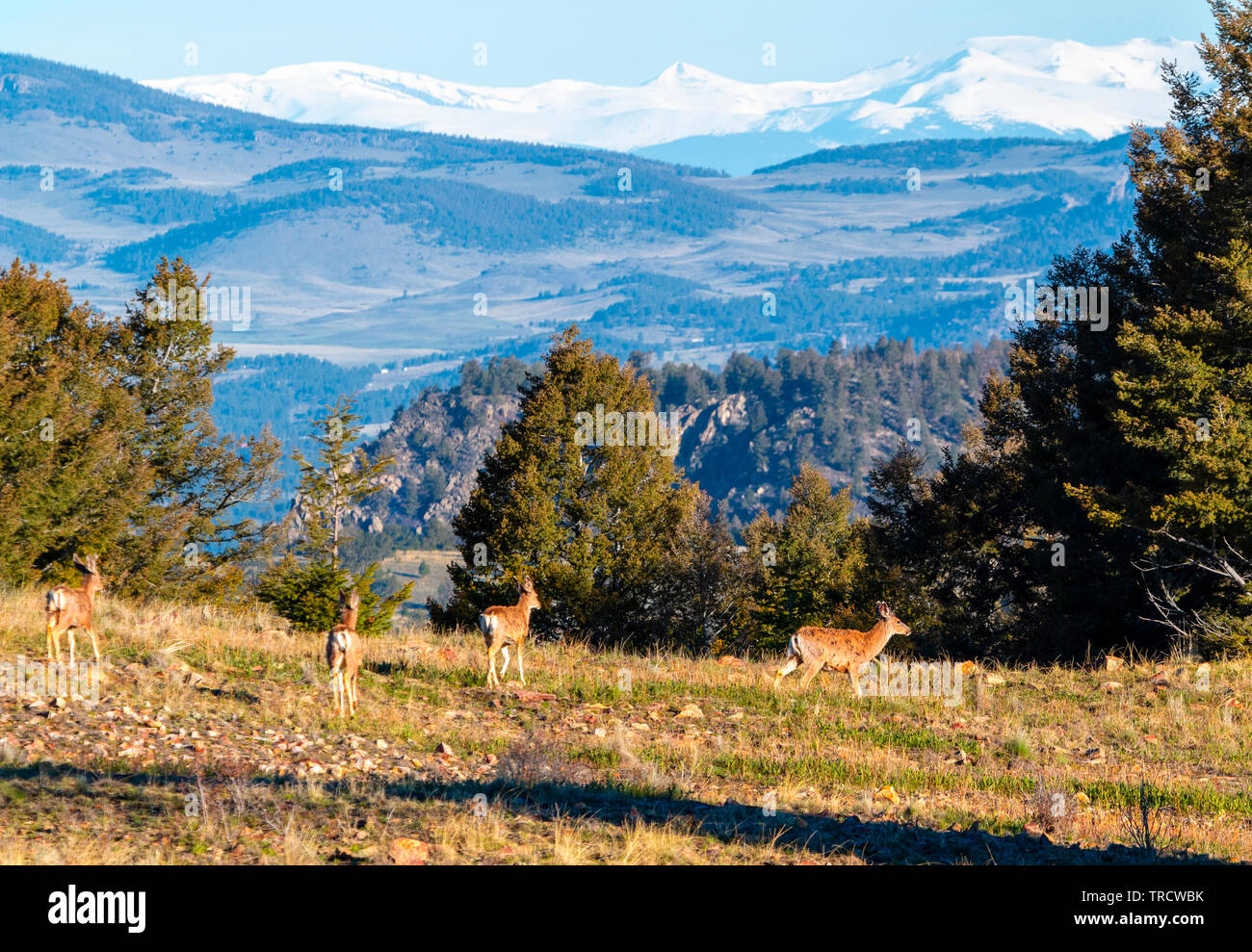 Colorado wild grass hi-res stock photography and images - Alamy