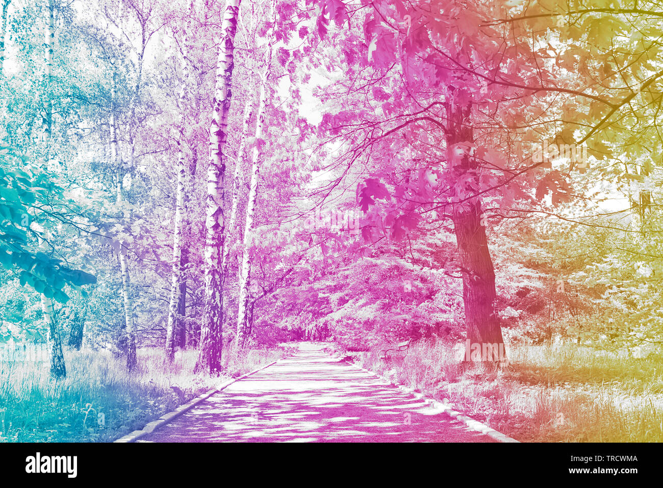 Abstract view of the path between multicolor trees in a public park ...