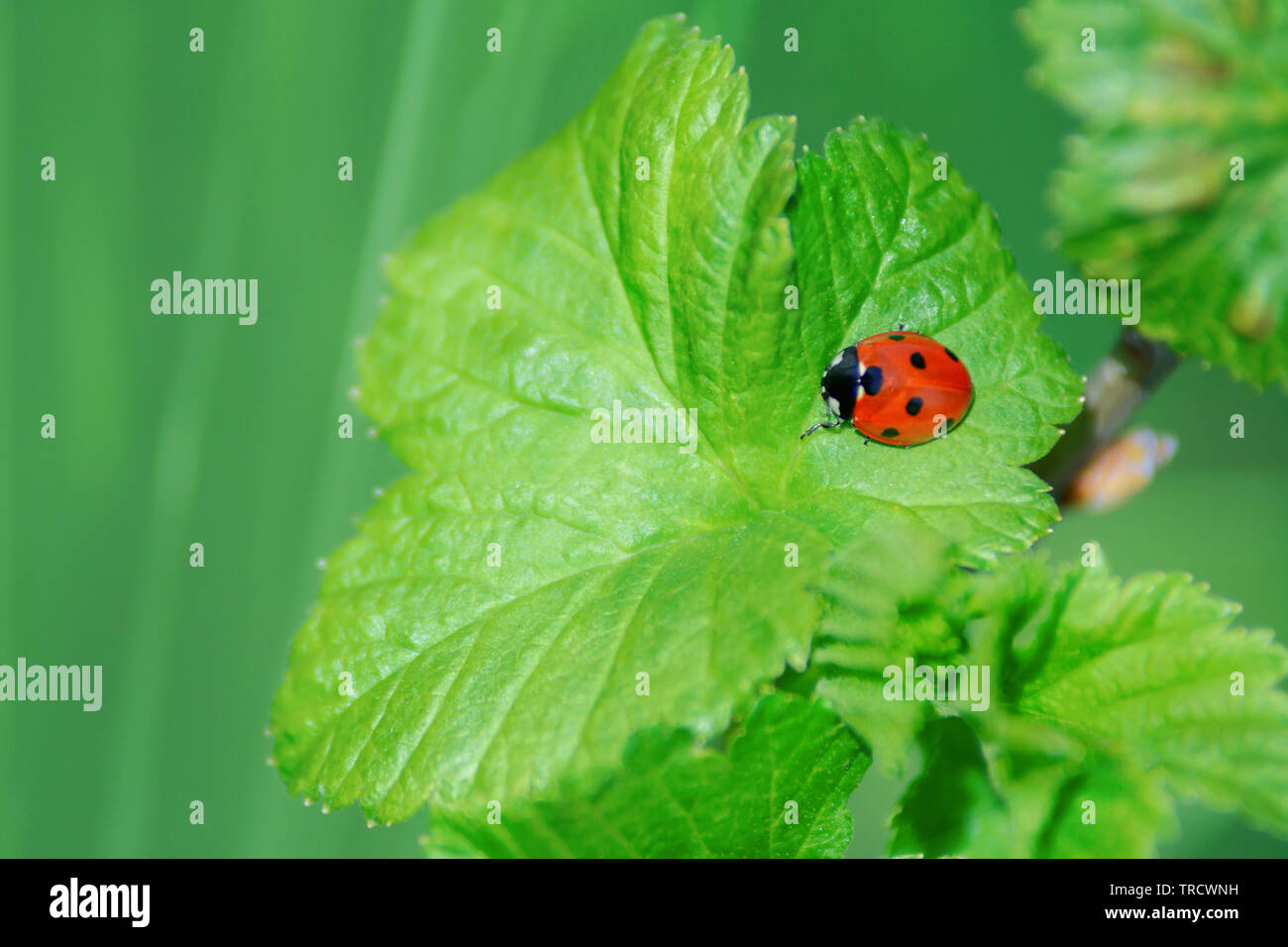 Bug friendly gardening hi-res stock photography and images - Alamy