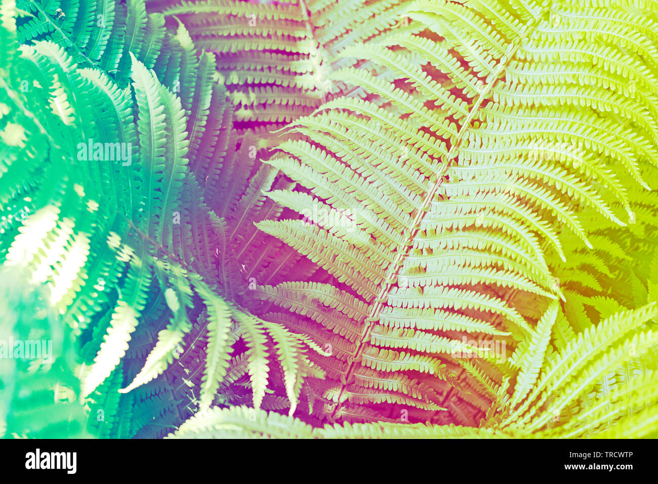 Fern with abstract background hi-res stock photography and images - Alamy