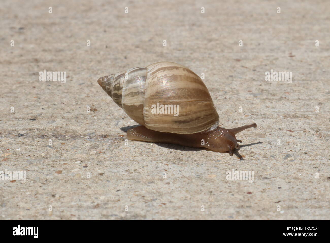 Slug slime trail hi-res stock photography and images - Alamy