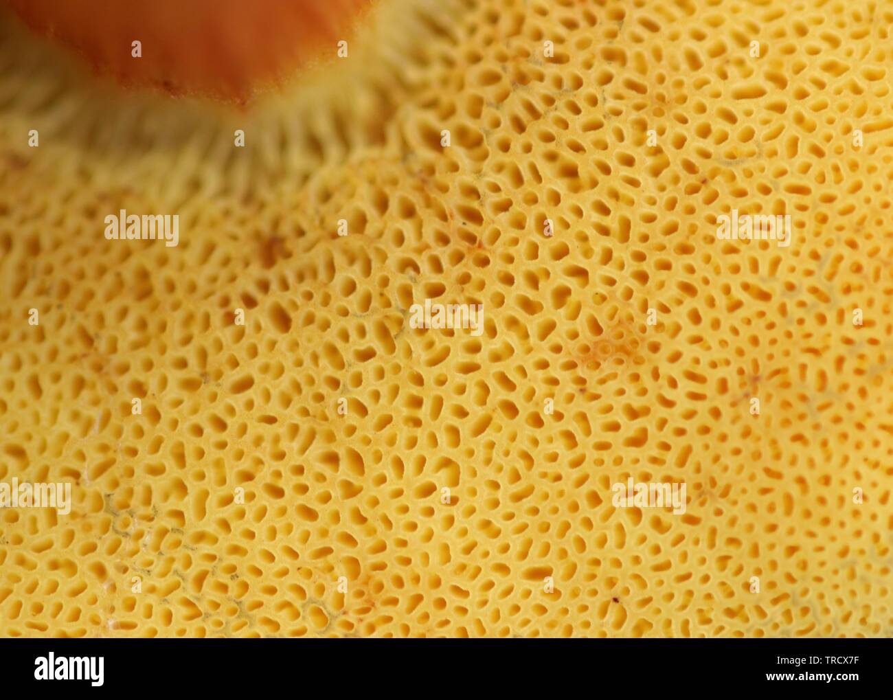 Mushroom cap texture hi-res stock photography and images - Alamy
