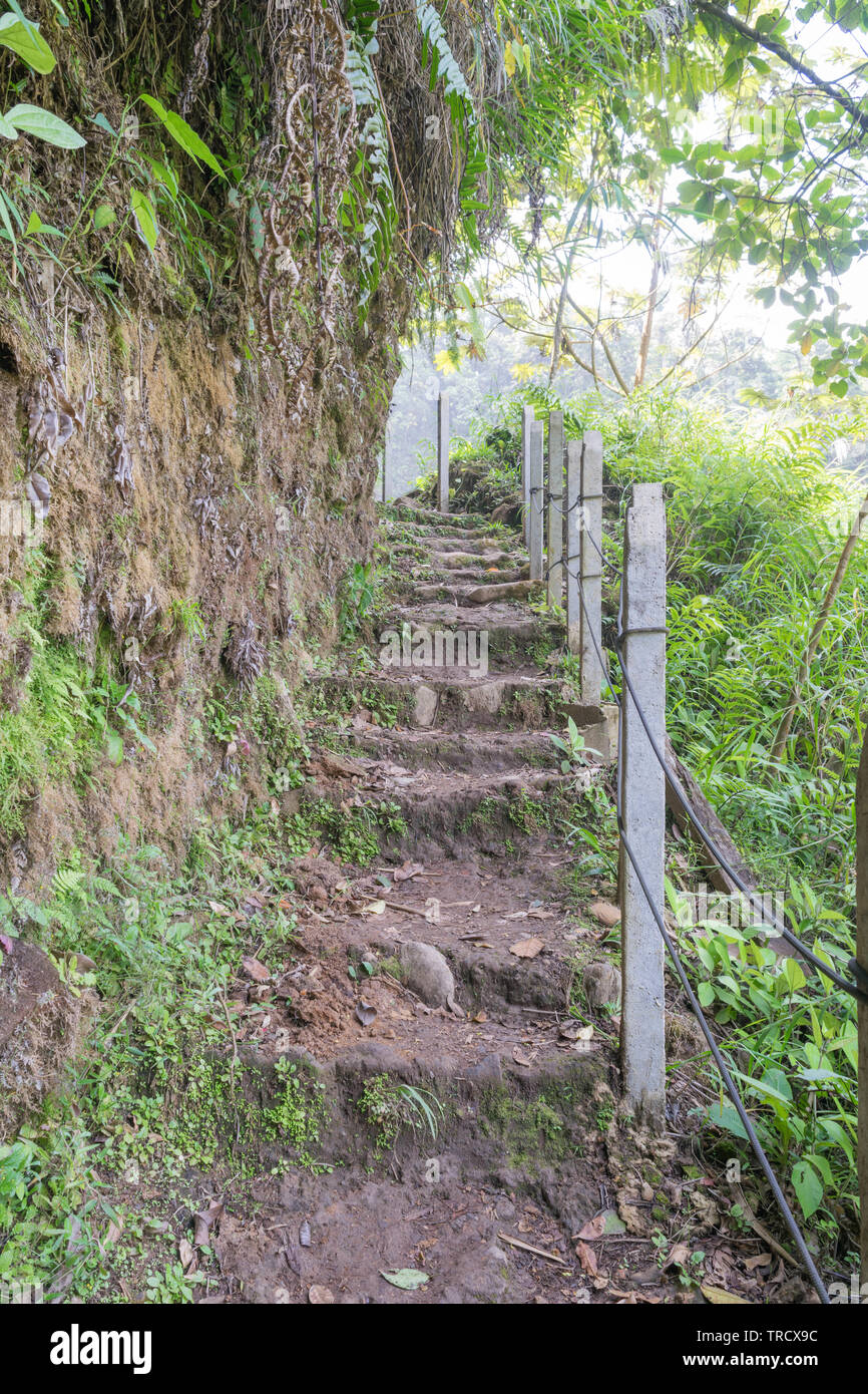 Hiking trail at the Catarata Del Toro Park, in Costa Rica Stock Photo ...