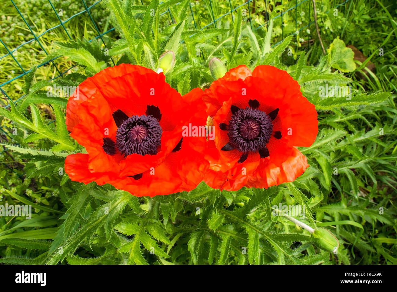 Two giant red poppies in sunlight. Photographed in north east Italy ...