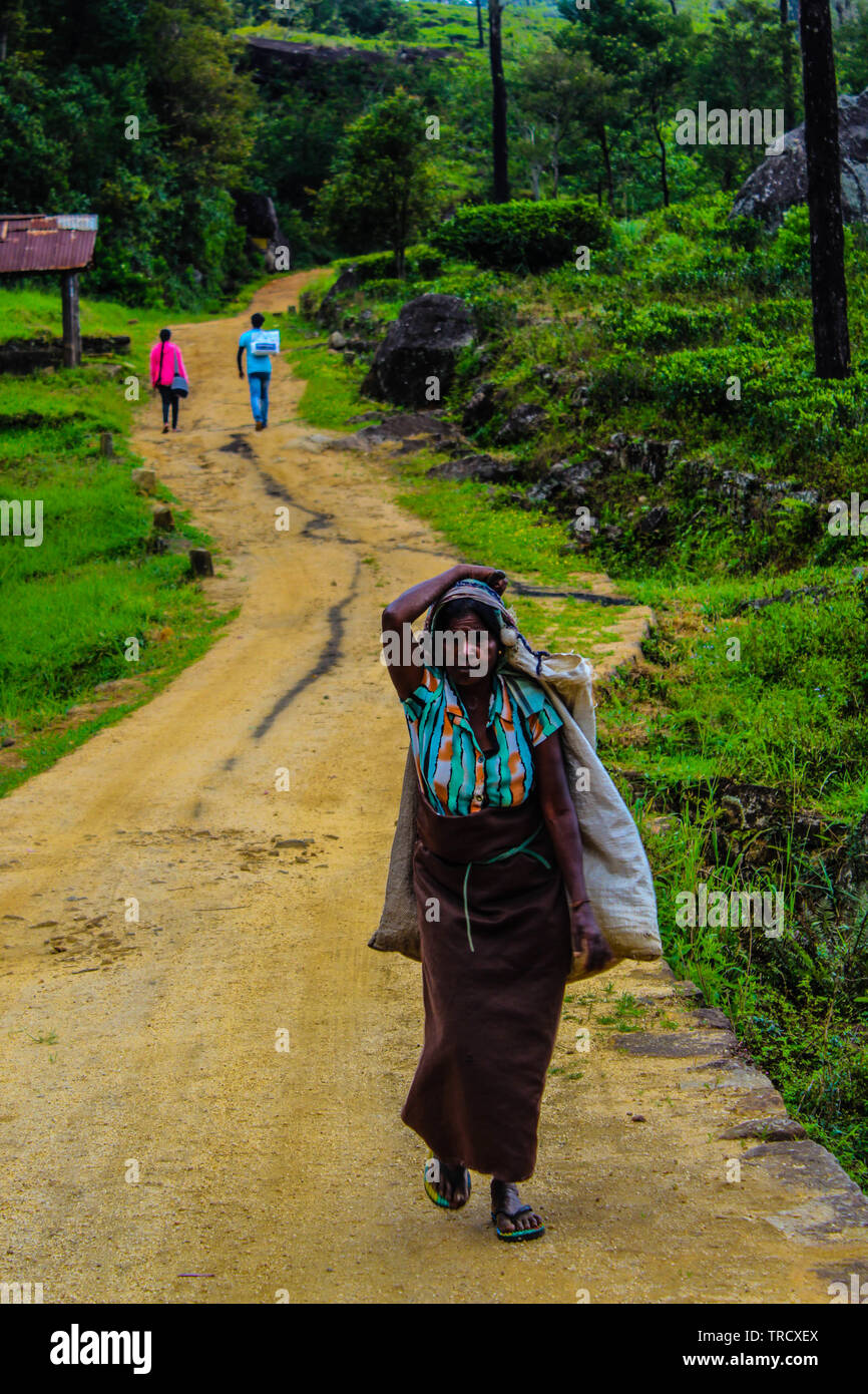 Tea Pluckers in Kandegama Delthota,Sri lanka Stock Photo - Alamy