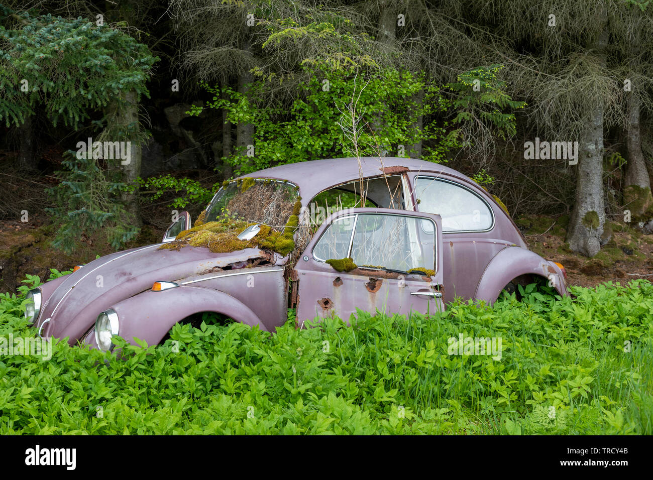Abandoned vw bug wrecked car hi-res stock photography and images - Alamy