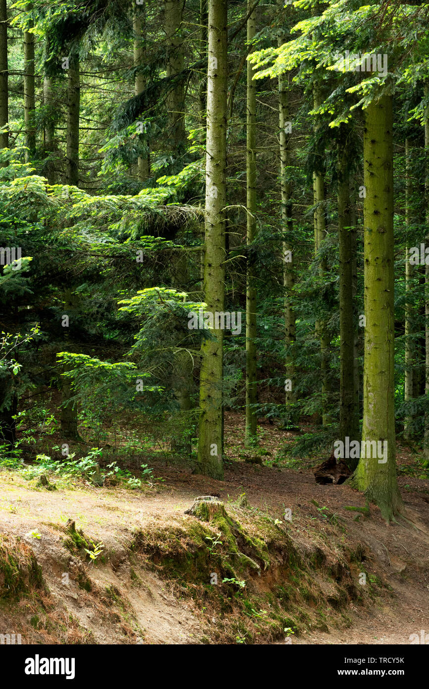 Detail of pine forest, Hungary Stock Photo - Alamy