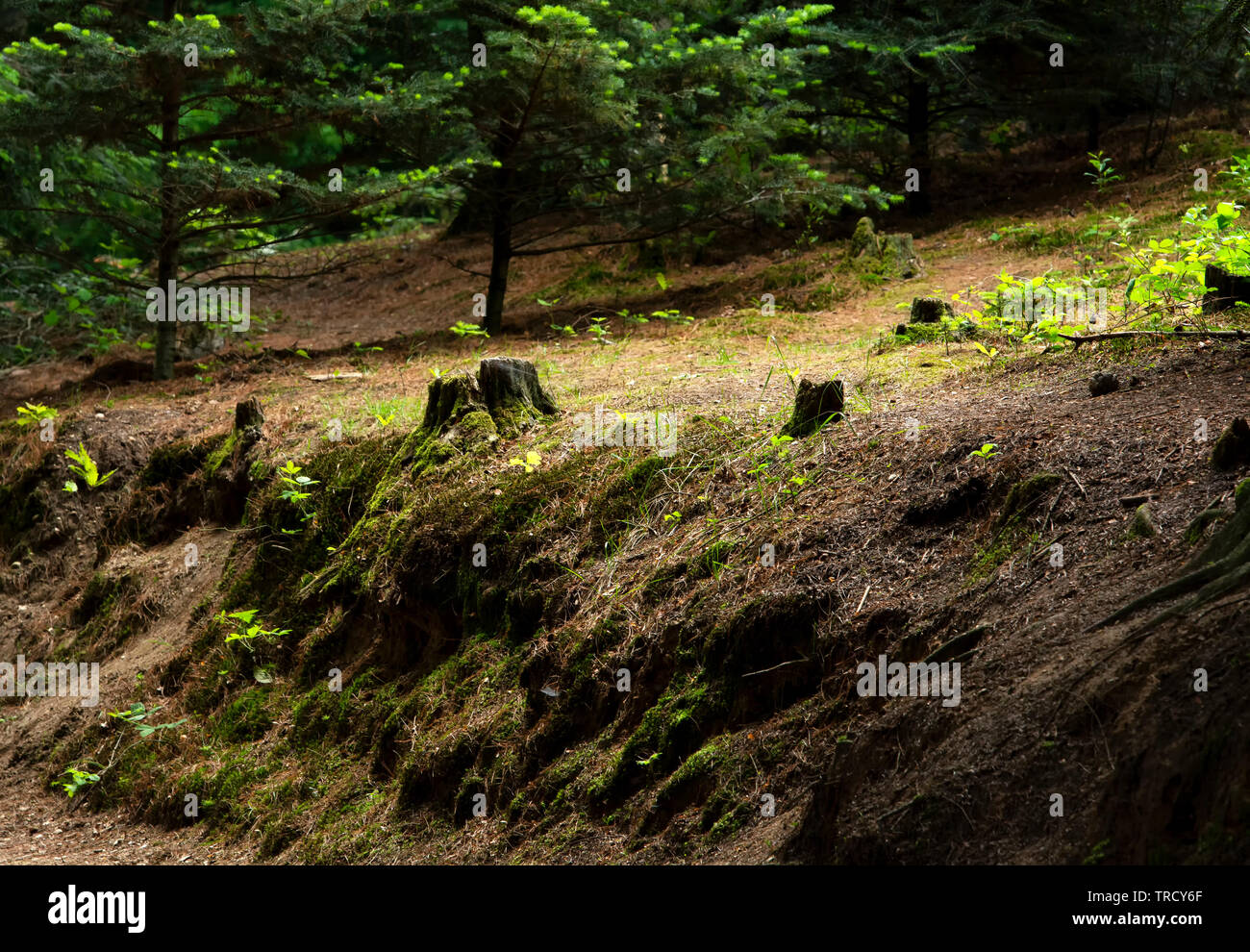 Hungary forest hi-res stock photography and images - Alamy