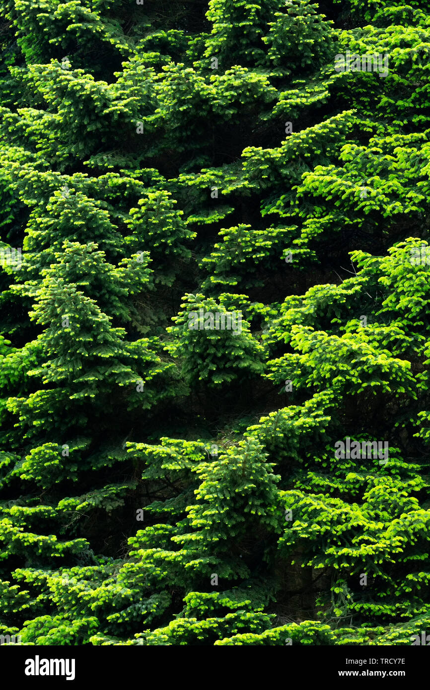 Detail of pine forest, Hungary Stock Photo - Alamy