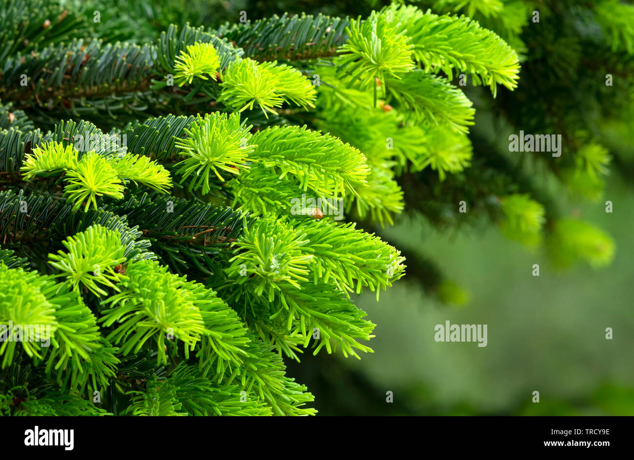 Hungary forest hi-res stock photography and images - Alamy
