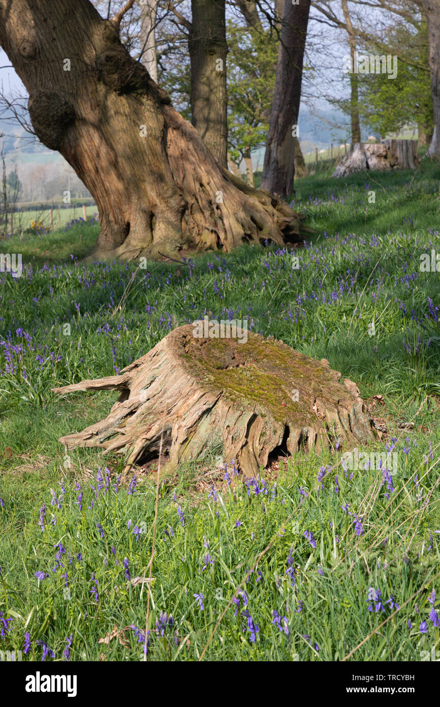 Bluebells surround an old weathered tree stump. In the background a mature tree leans to the ...