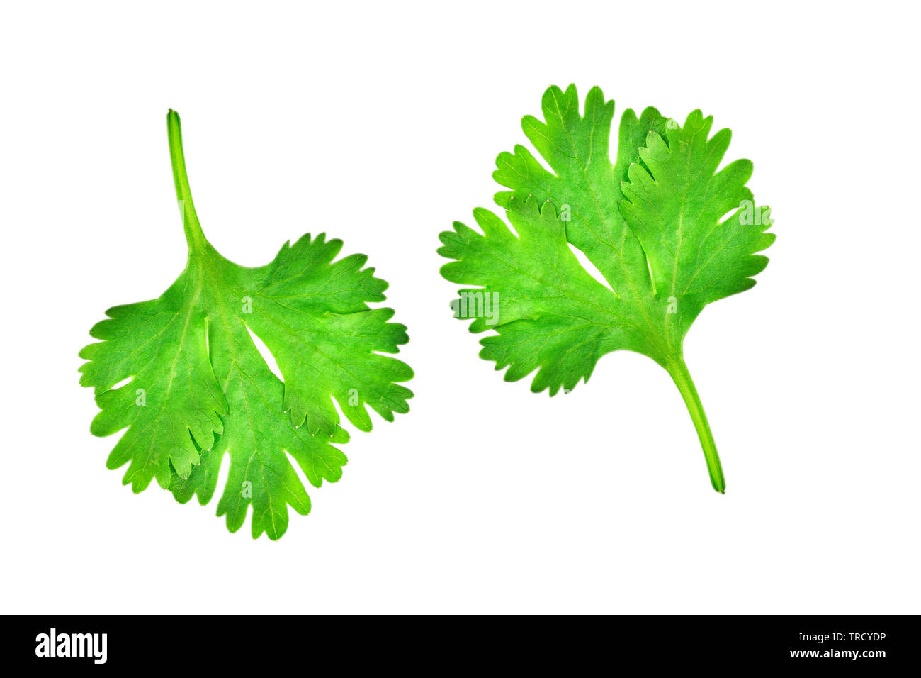 coriander leaves isolated on white background Stock Photo - Alamy