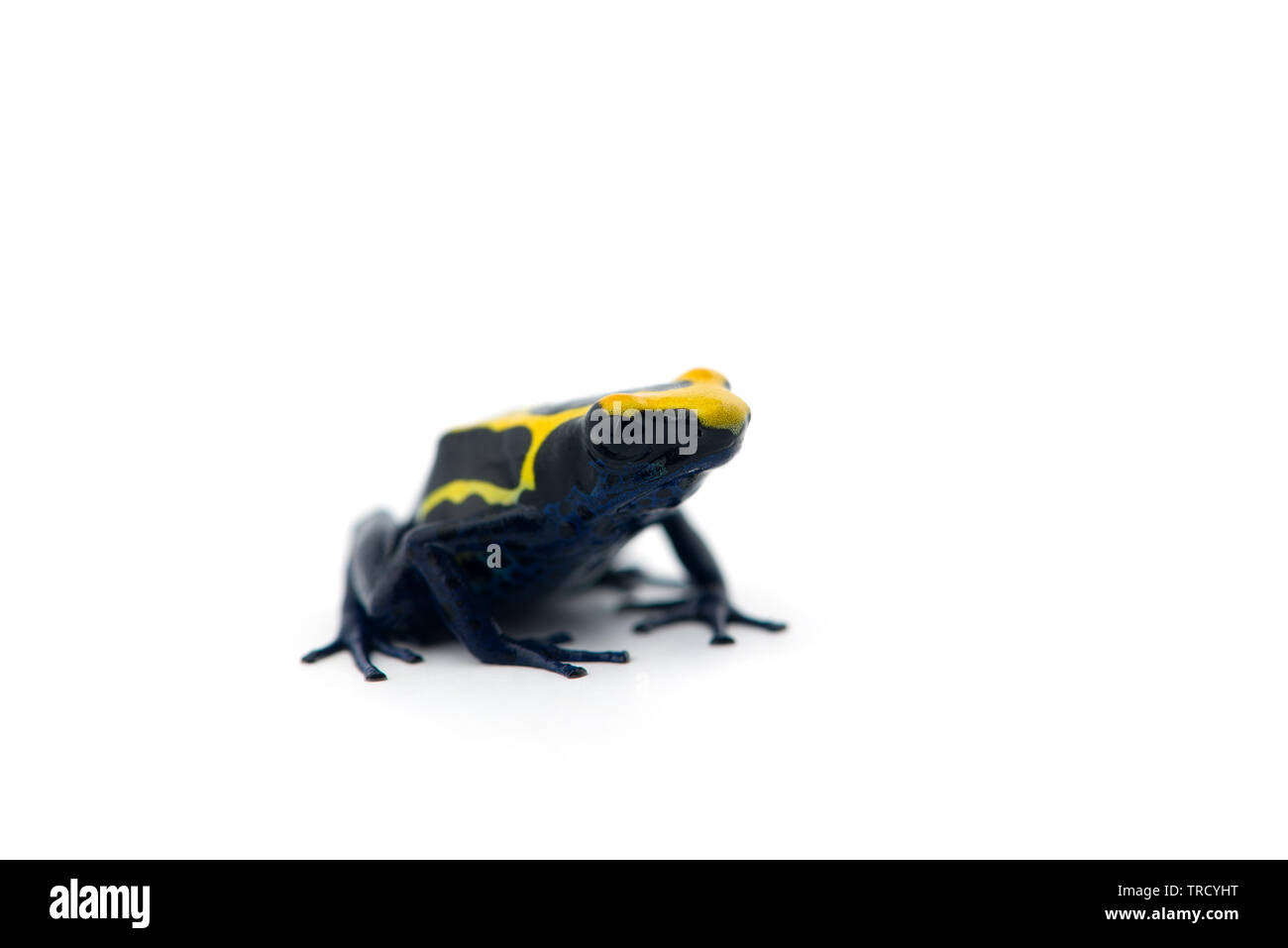 Blue-yellow poison dart frog isolated on white background Stock Photo ...