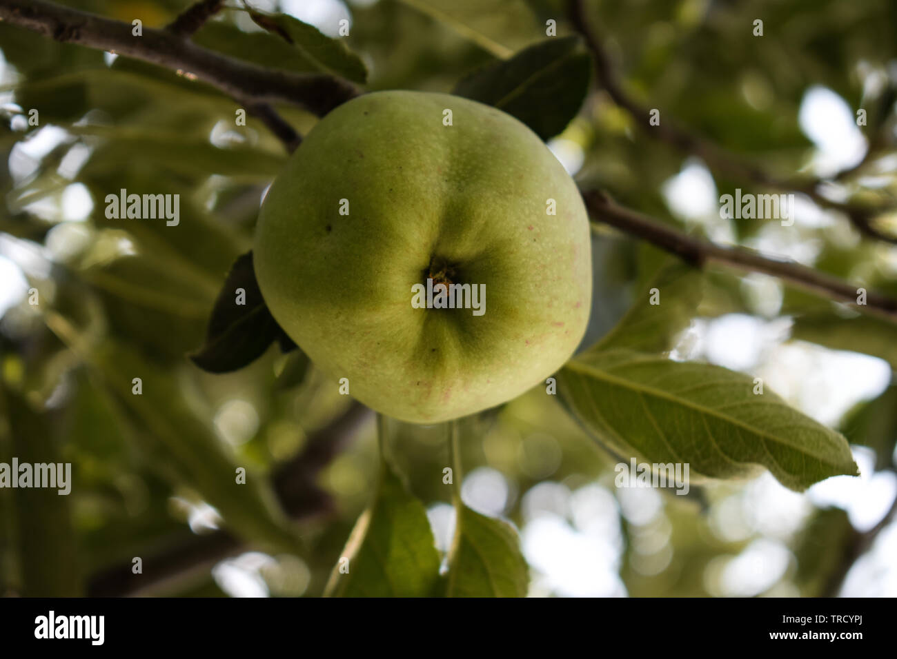Apple Farm In Shimla Himachal Pradesh India Stock Photo - Alamy