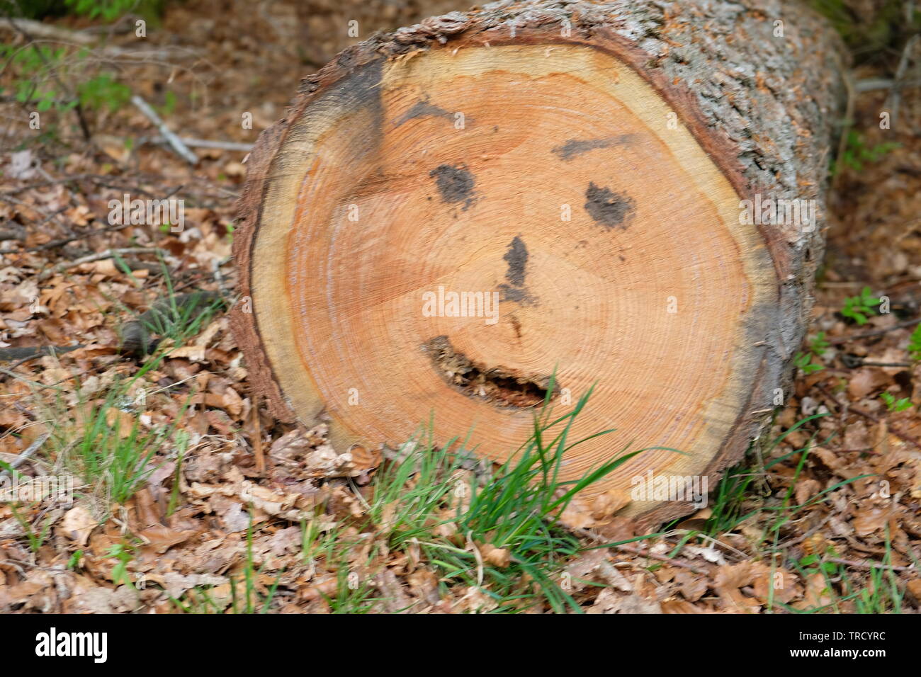 Smiley tree hi-res stock photography and images - Alamy