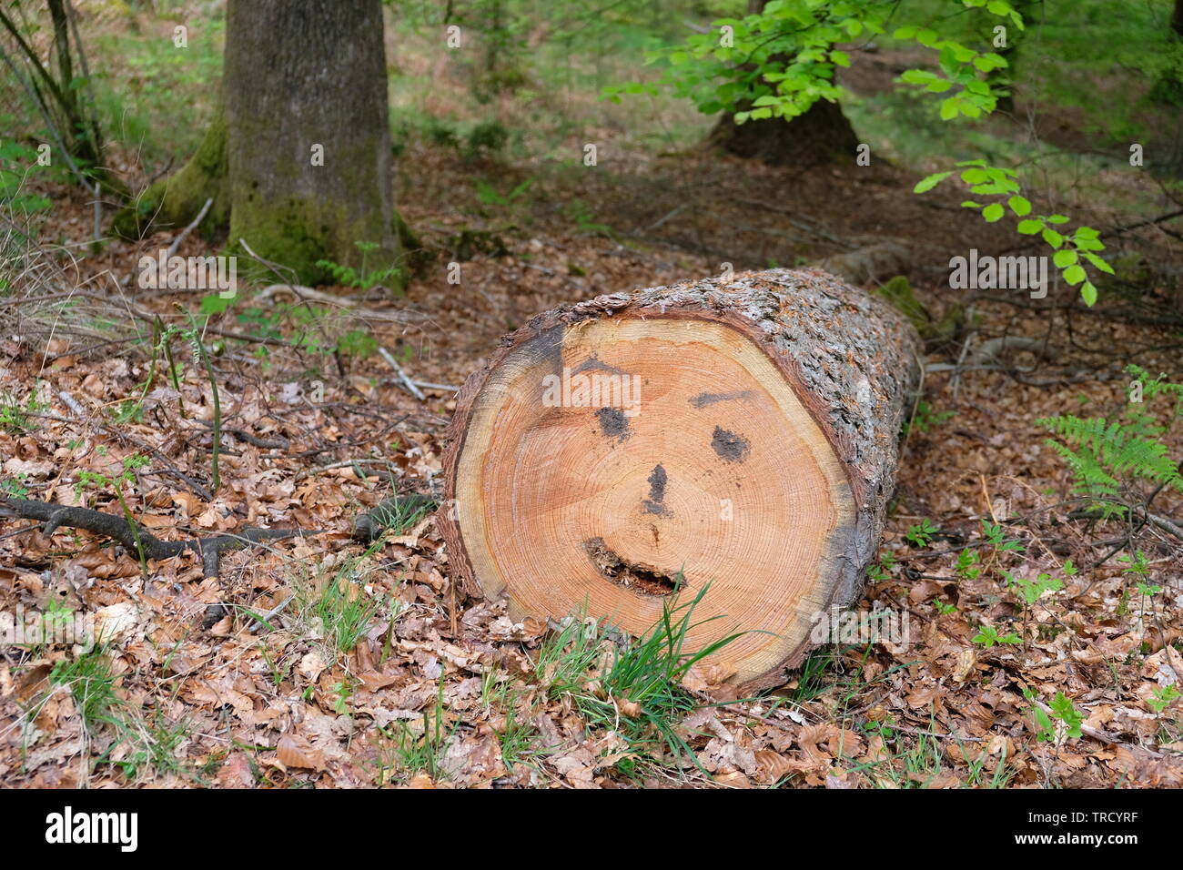 Cut tree with drawn smile on it Stock Photo - Alamy