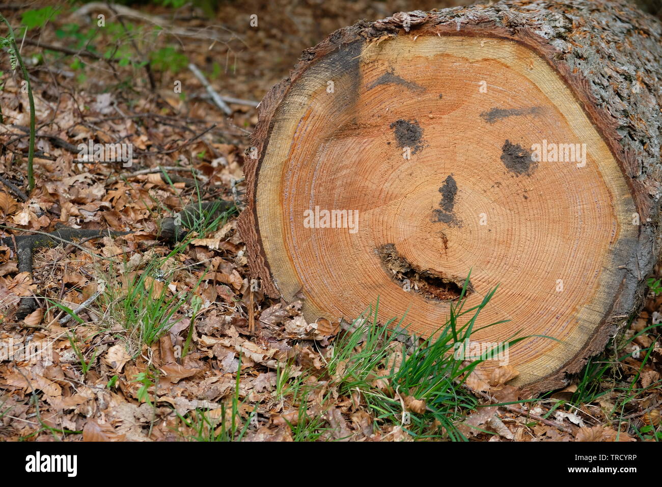 Smiley tree hi-res stock photography and images - Alamy