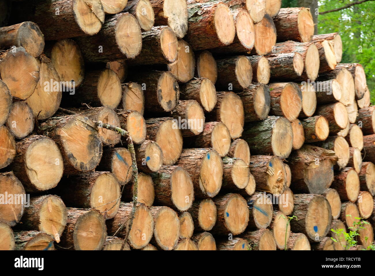PIle of cut trees in a forest Stock Photo - Alamy